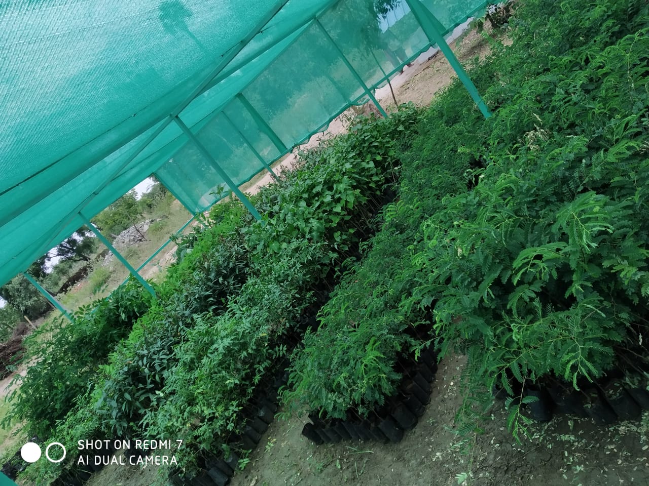 Project Bandham – Reviving the Environment around Payir – Payir