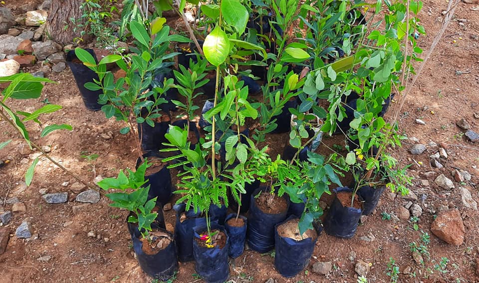 Project Bandham – Reviving the Environment around Payir – Payir